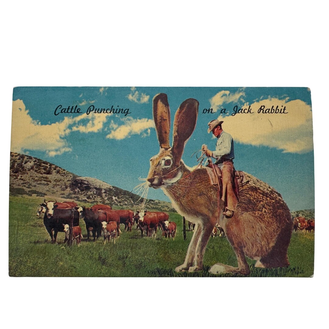 Cattle Punching on A Jack Rabbit Vintage Dexter Press Postcard Rare ...