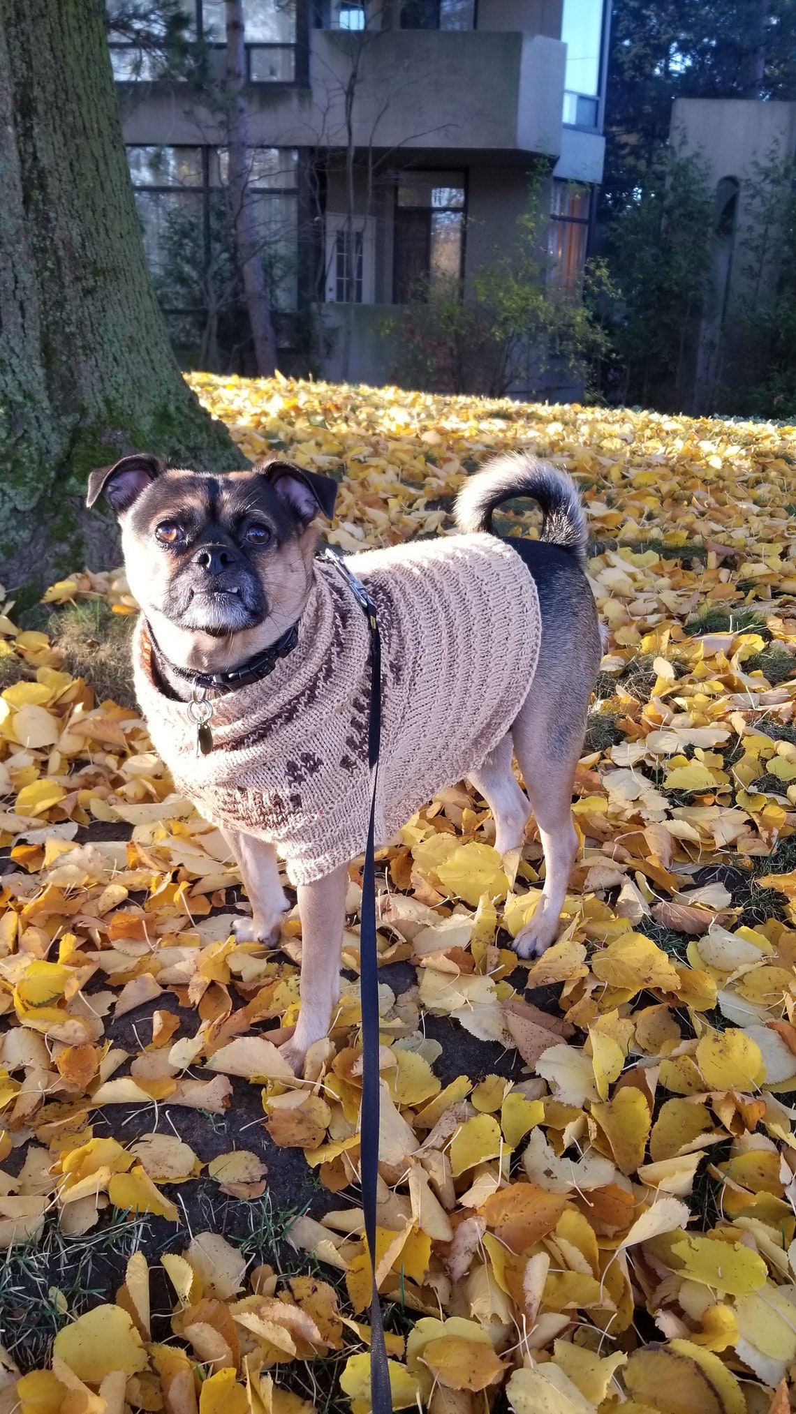 Fair Isle Dog Sweater Knitting Pattern - Knit Dog Sweater Pattern - Dog ...