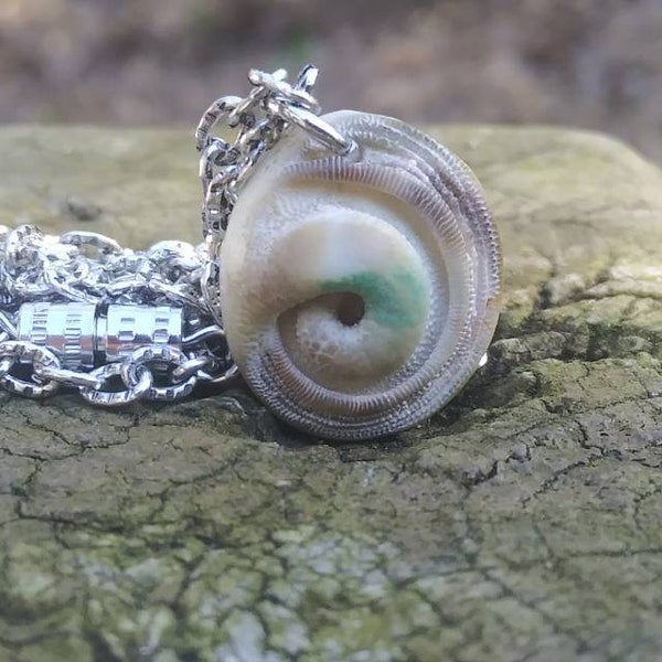 Operculum Jewelry - Etsy