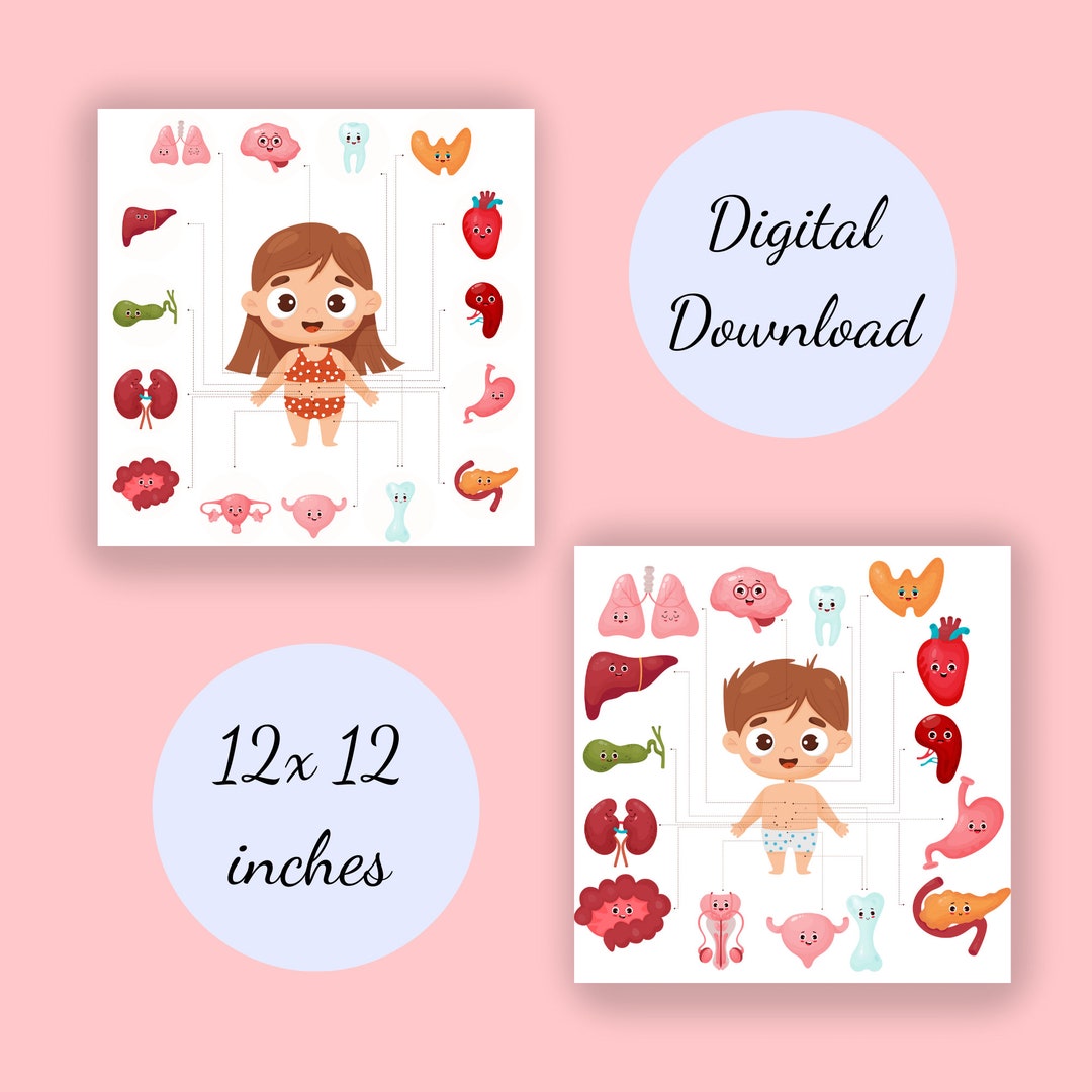 Internal Organs for Kids Educational Poster Human Organs - Etsy