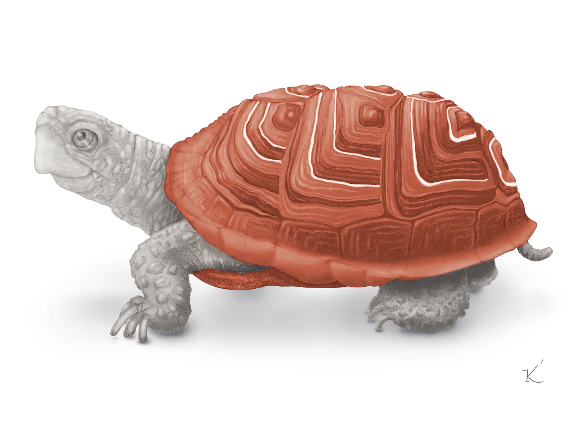 Friendly Box Turtles Range, Graphite Turtle Drawing With Red, Blue ...