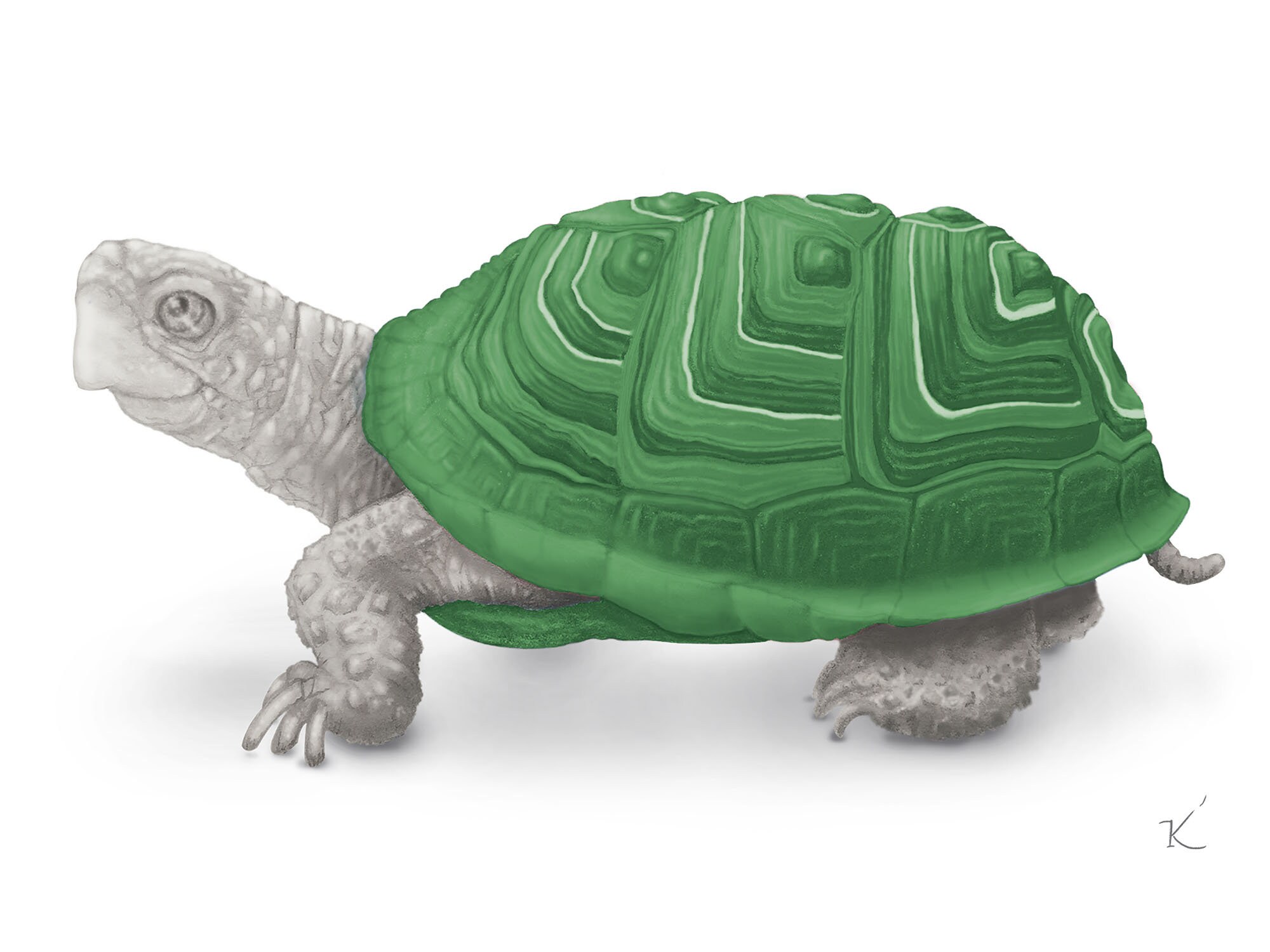 Friendly Box Turtles Range, Graphite Turtle Drawing With Red, Blue ...