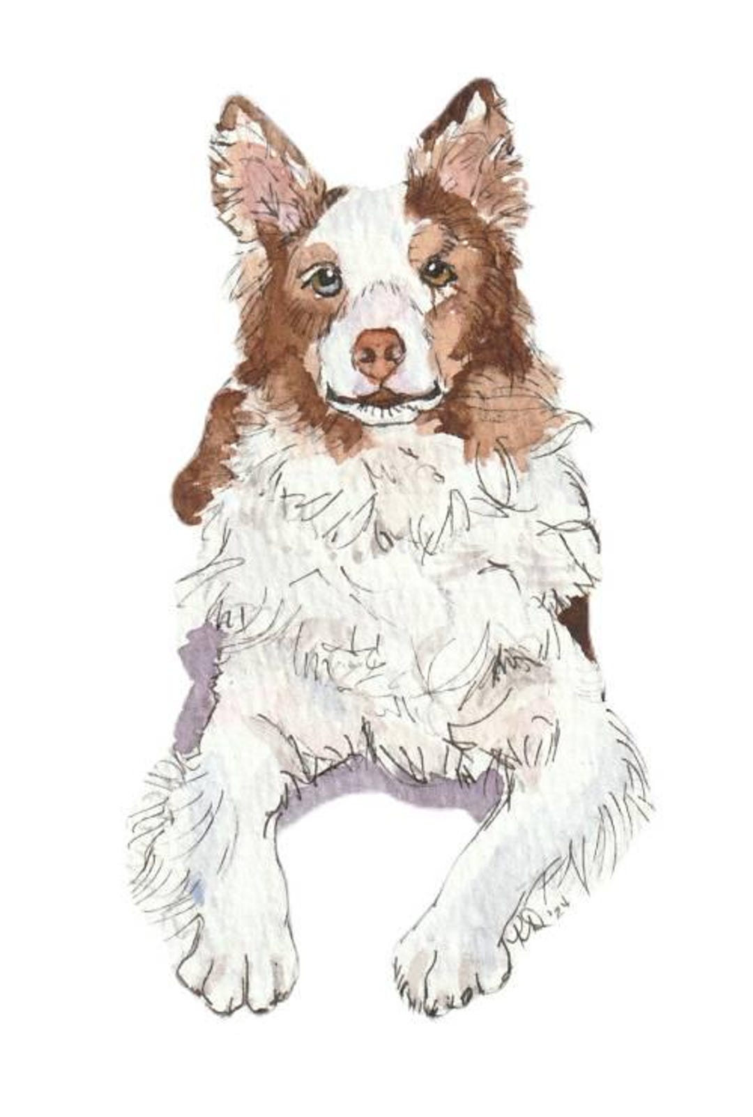 Red Merle Australian Shepherd Watercolor Print – Instant Download - Etsy