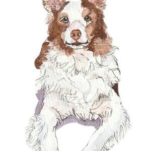 Red Merle Australian Shepherd Watercolor Print – Instant Download - Etsy