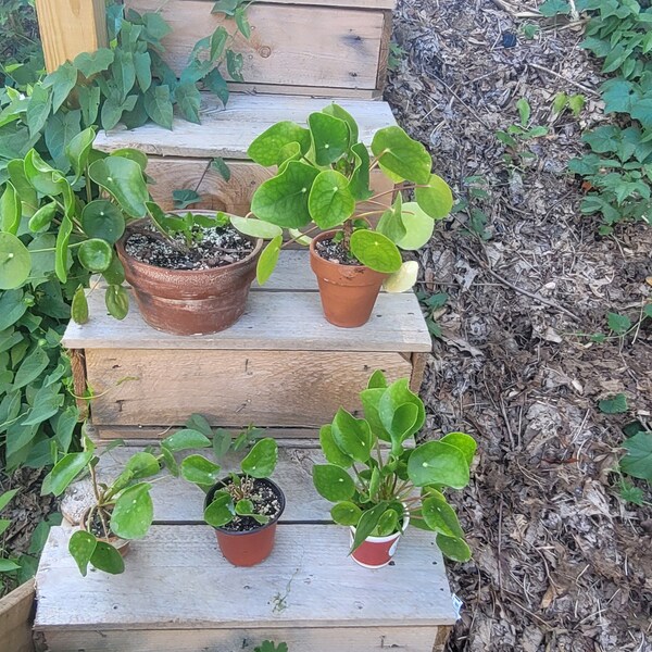 Chinese Money Tree - Etsy