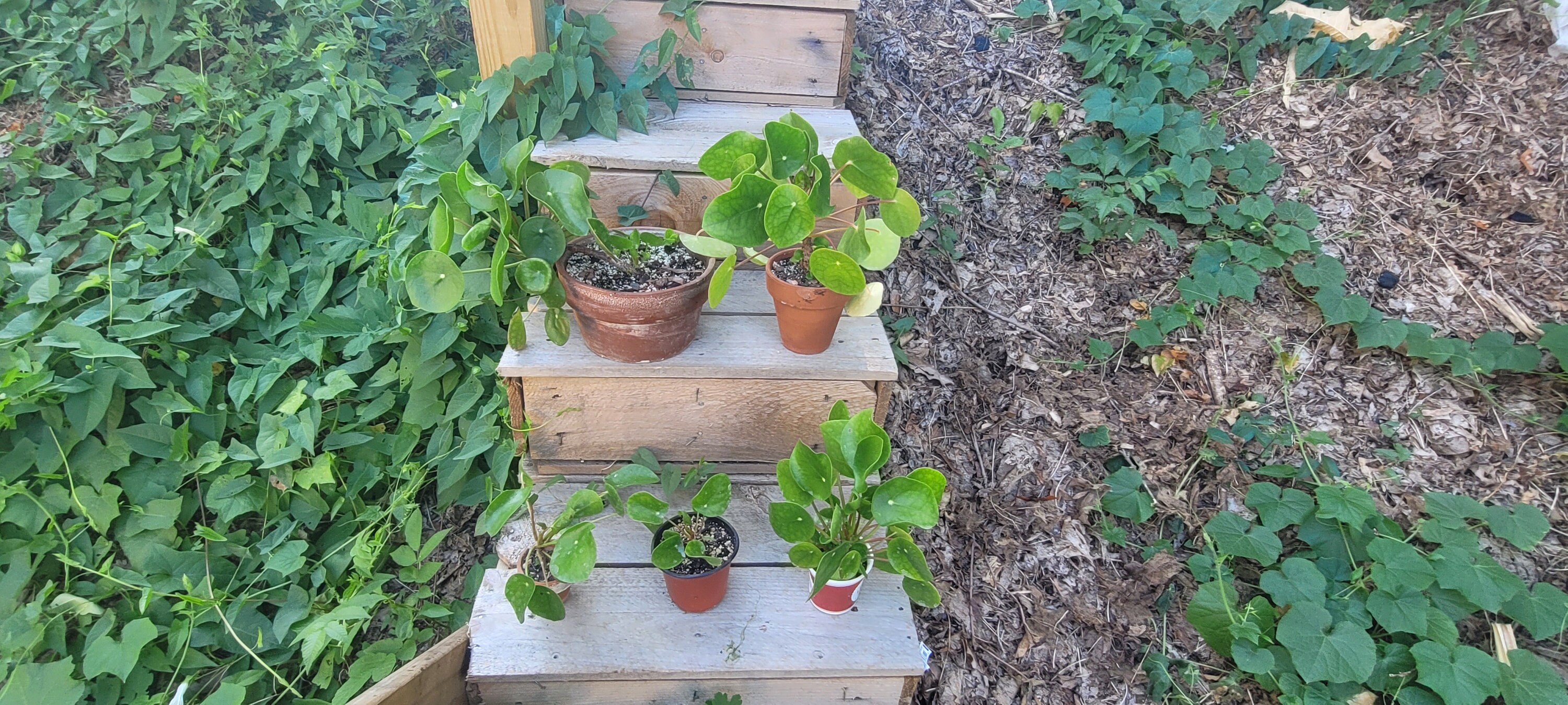 Chinese Money Trees 10 to 12 Inches pilea Peperomoides Organically ...