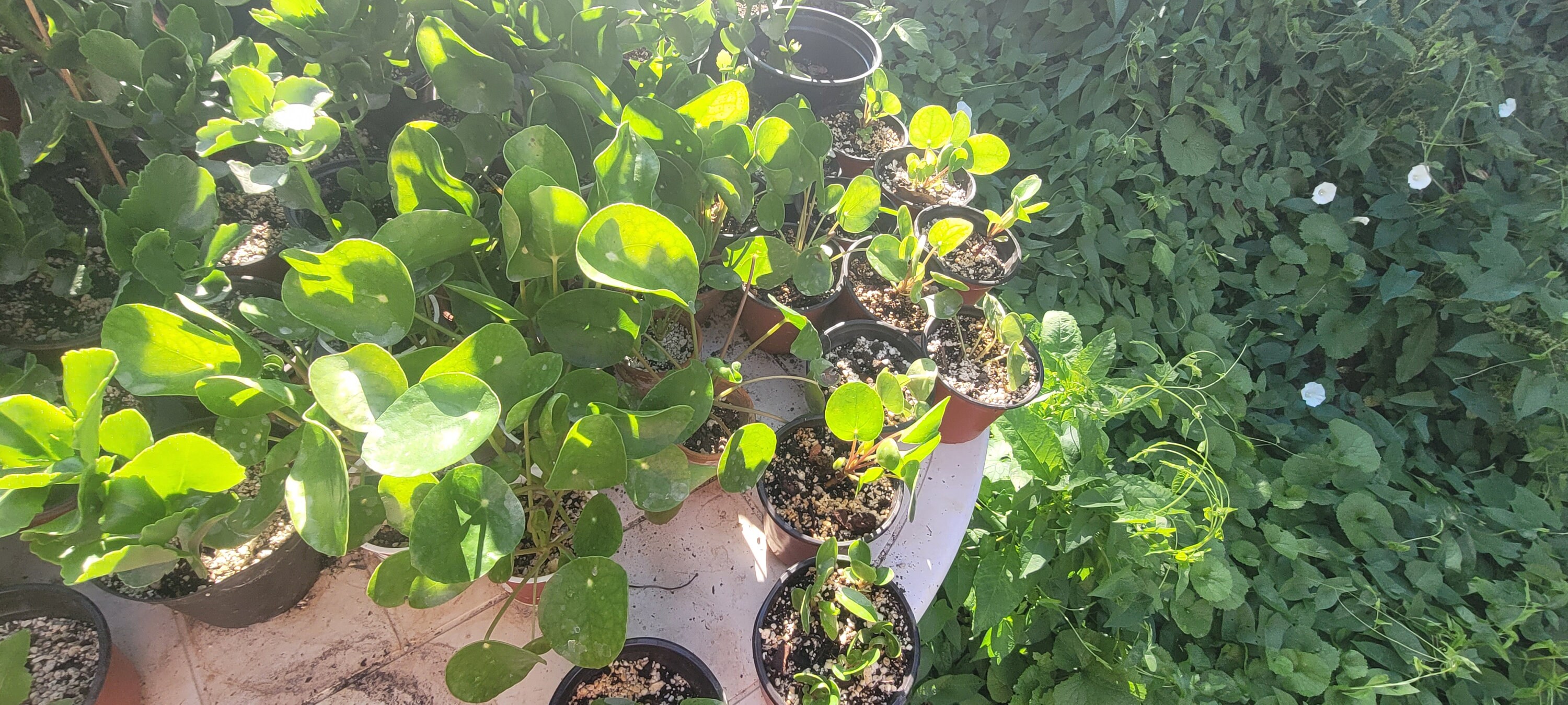 Chinese Money Trees 10 to 12 Inches pilea Peperomoides Organically ...