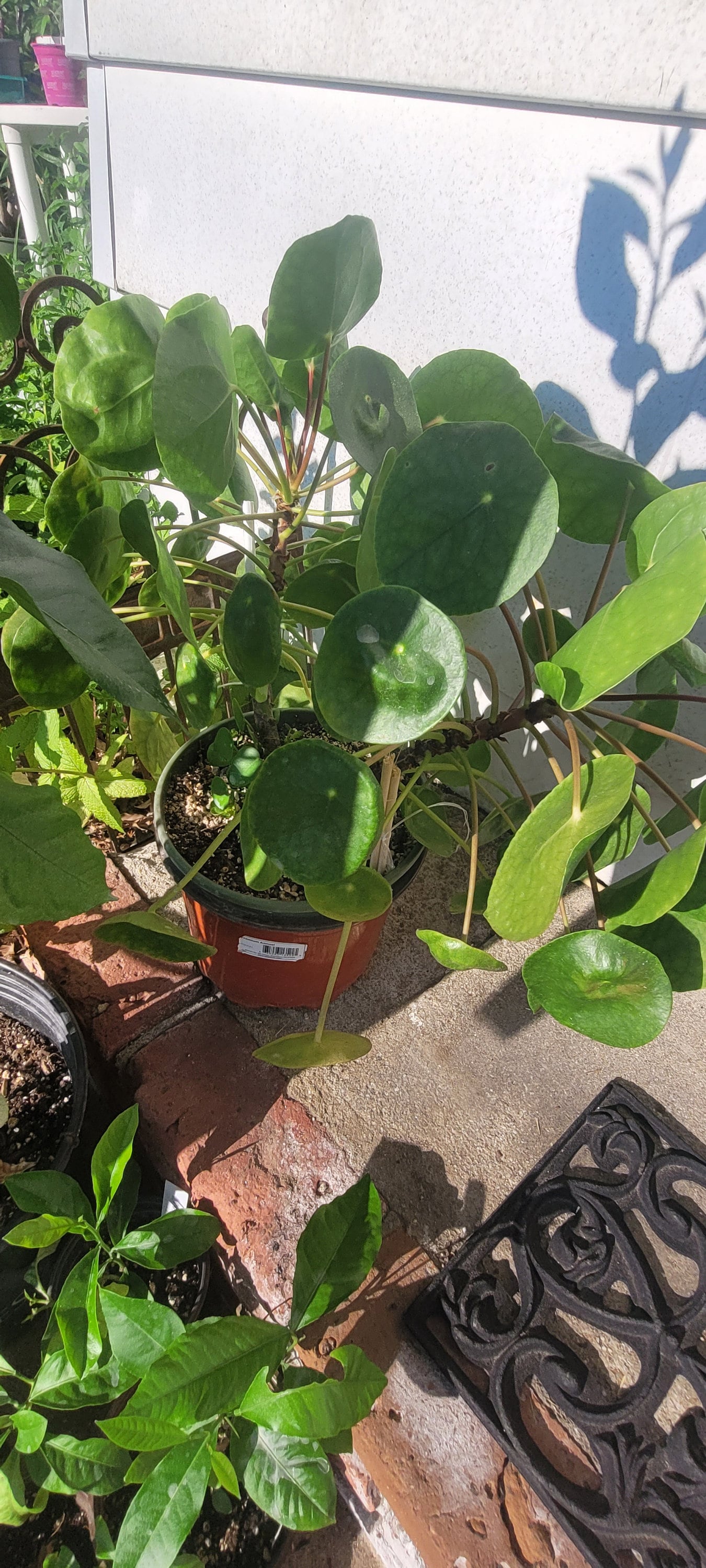 Chinese Money Trees 10 to 12 Inches pilea Peperomoides Organically ...