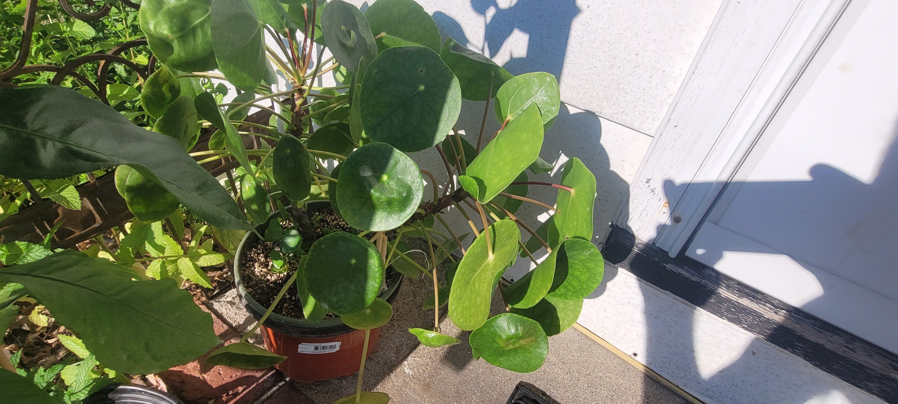 Chinese Money Trees 10 to 12 Inches pilea Peperomoides Organically ...
