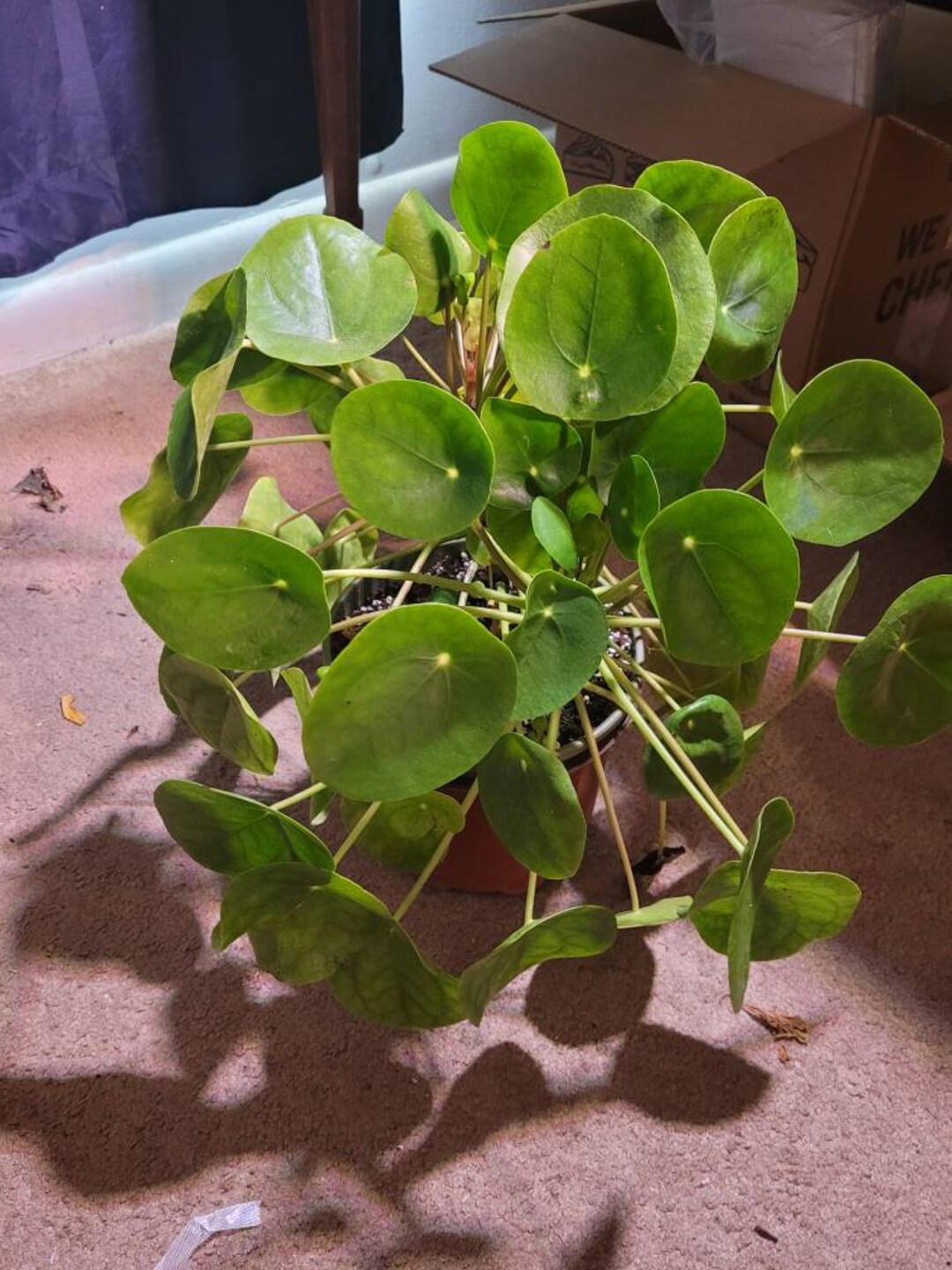 1 Chinese Money Tree, Pilea Peperomoides, Missionary Plant, 10 to 10 ...
