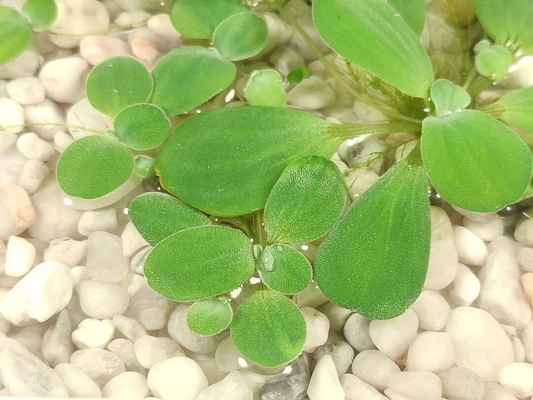 10 X Water Lettuce Pistia Stratiotes - Aquarium Floating Live Plants ...