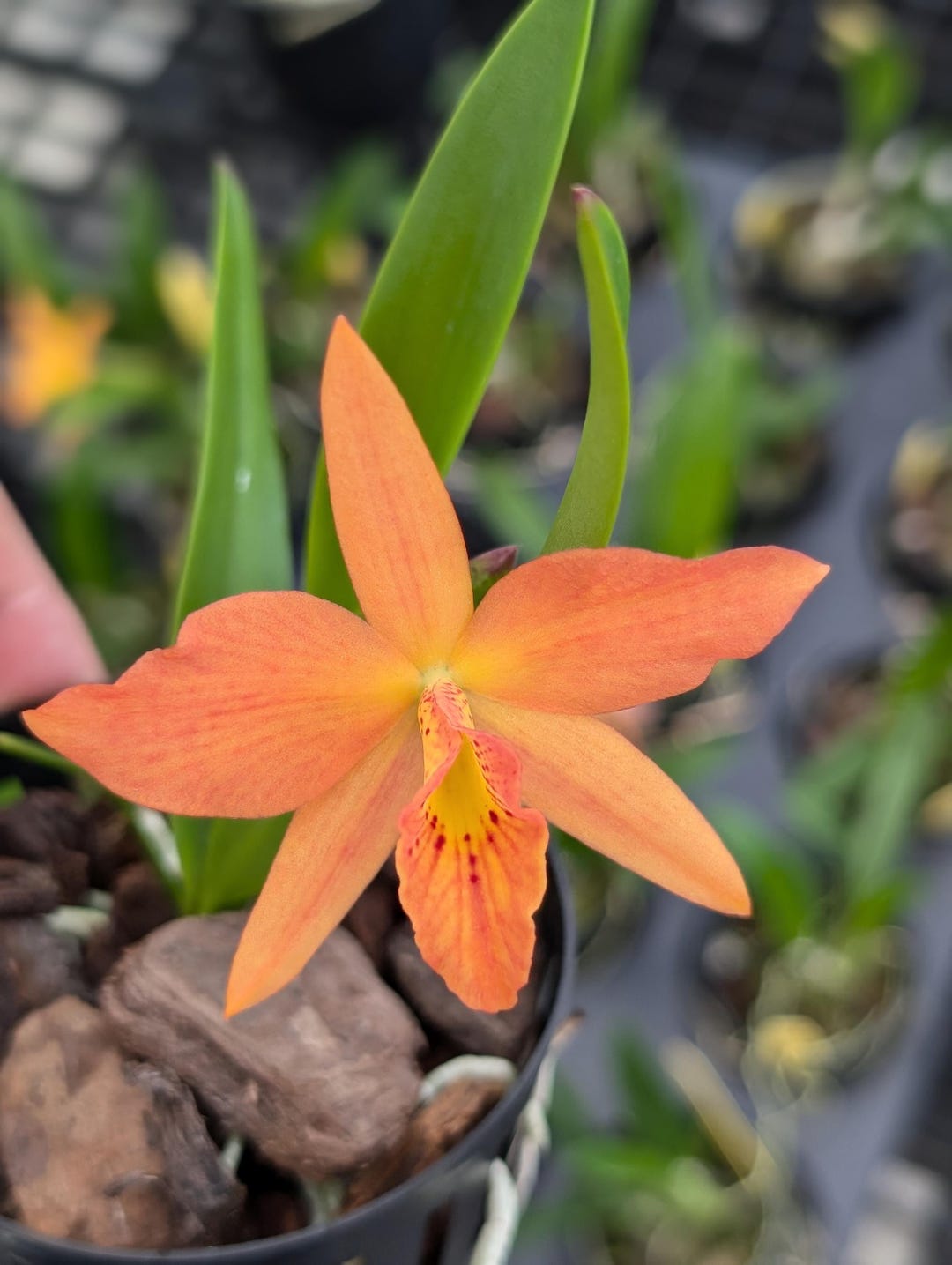 Bc. Edna (B. Nodosa X C. Coccinea) | Blooming Size Not in Bloom - Etsy