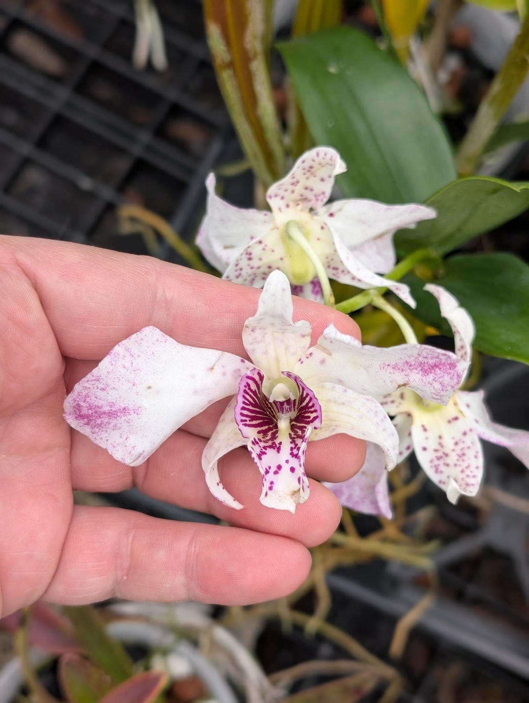 Den. Roy Tokunaga ‘semi Alba’ X Sib | 4" Pots - Etsy