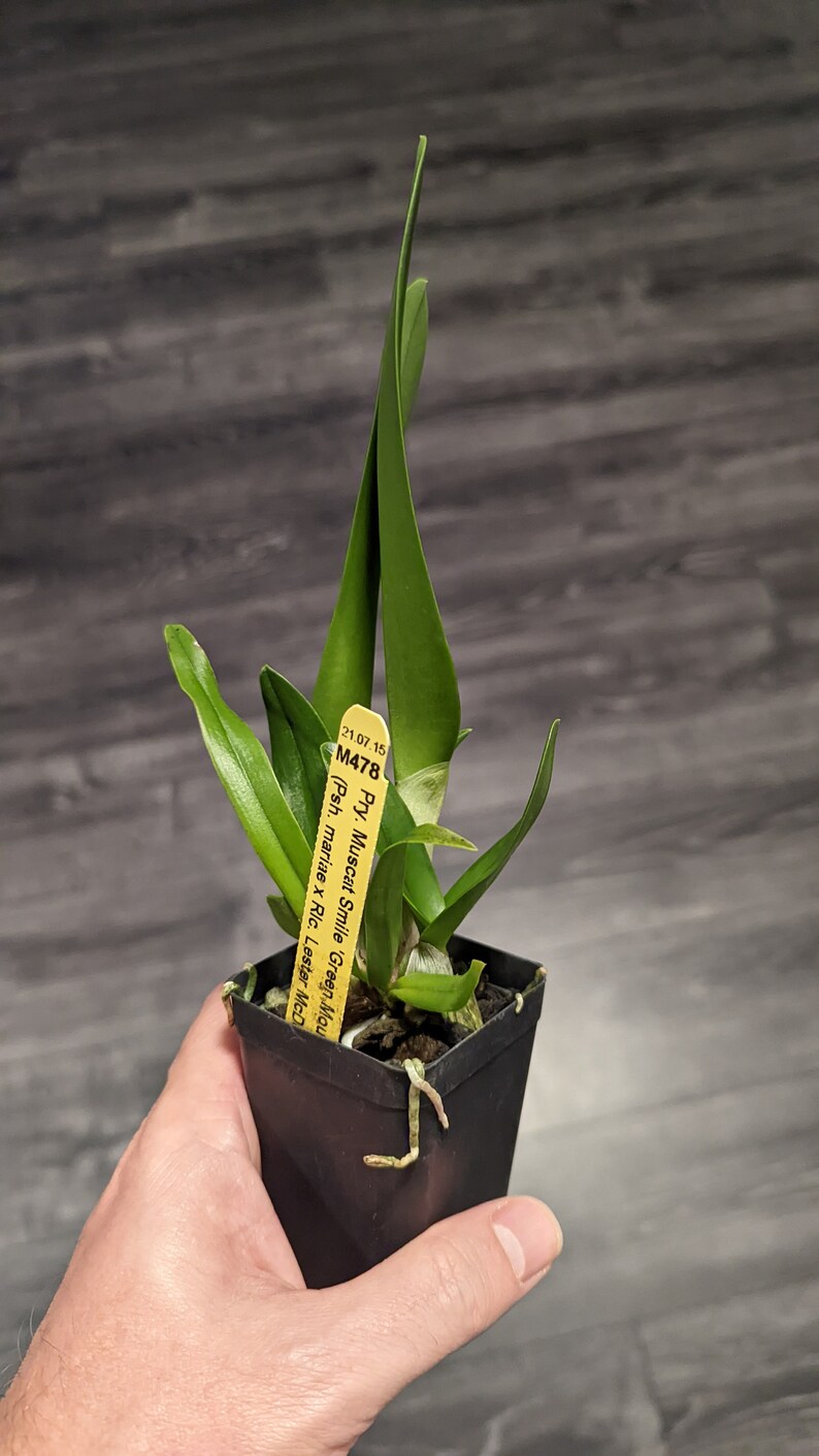 Pry. Muscat Smile 'green Mountain' Live NBS Orchid - Etsy