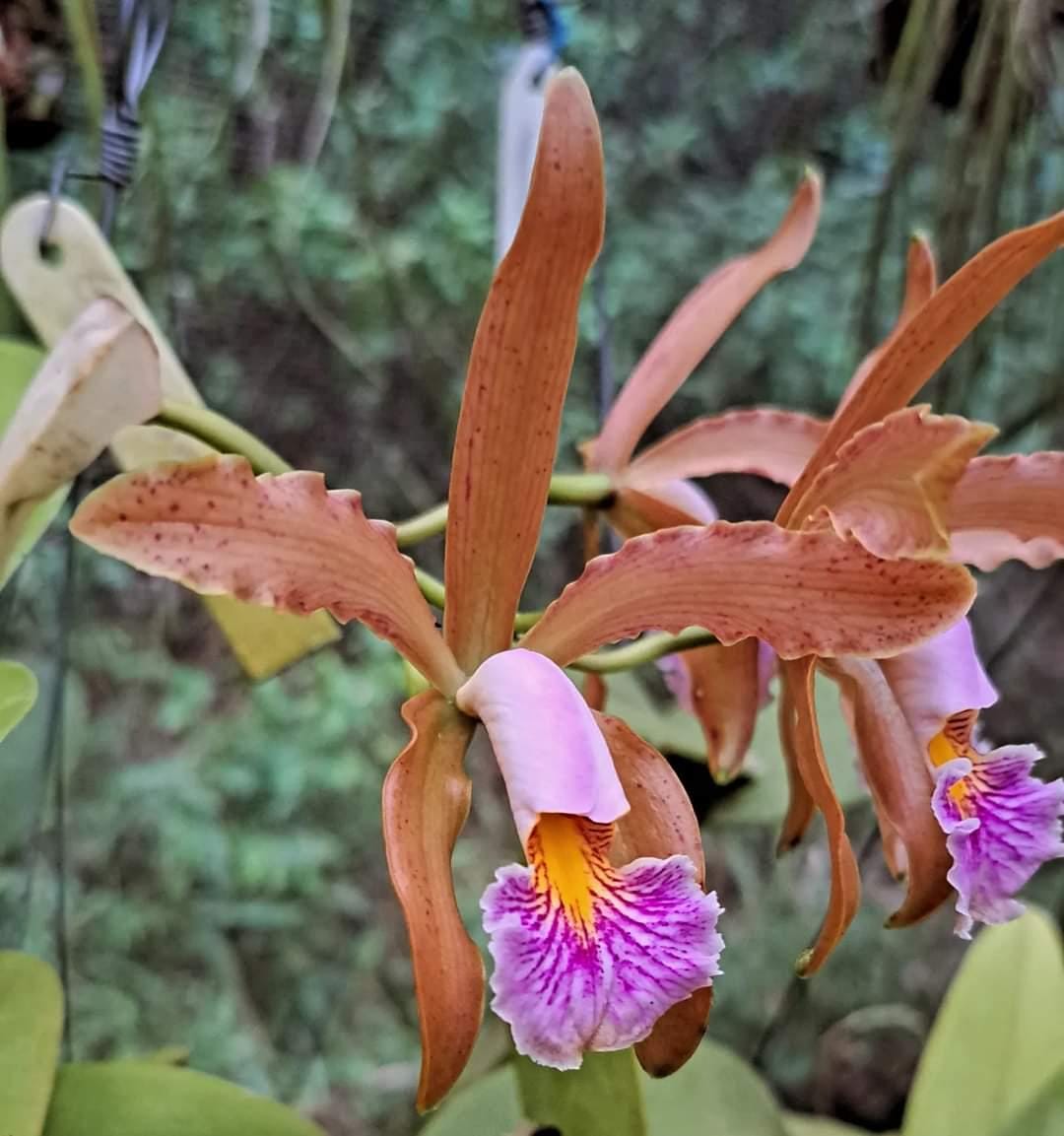 Cattleya Juno | Blooming Size Not in Bloom | 3.5" Pot - Etsy