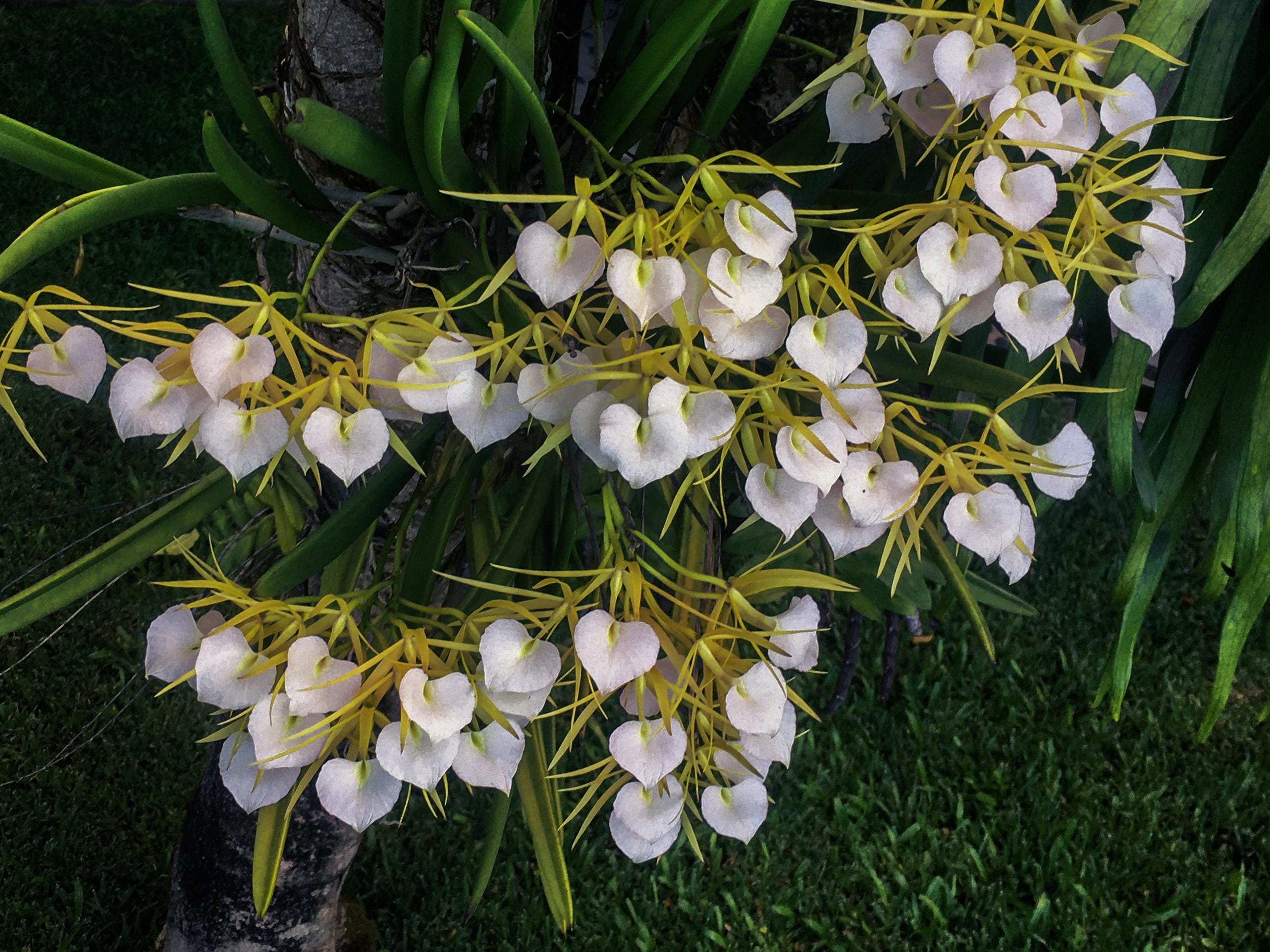Brassavola Nodosa | BS Not in Bloom | Very FRAGRANT 4" Pot - Etsy