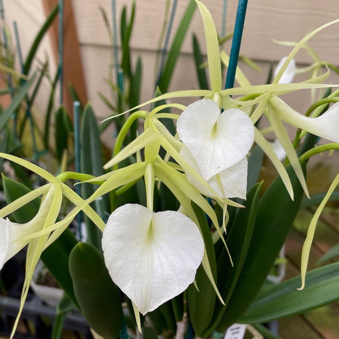 Brassavola Nodosa | BS Not in Bloom | Very FRAGRANT 4" Pot - Etsy