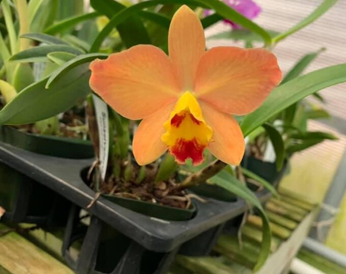 Rlc. Subprasert #1 | Blooming Size Not in Bloom | 5" Pot - Etsy