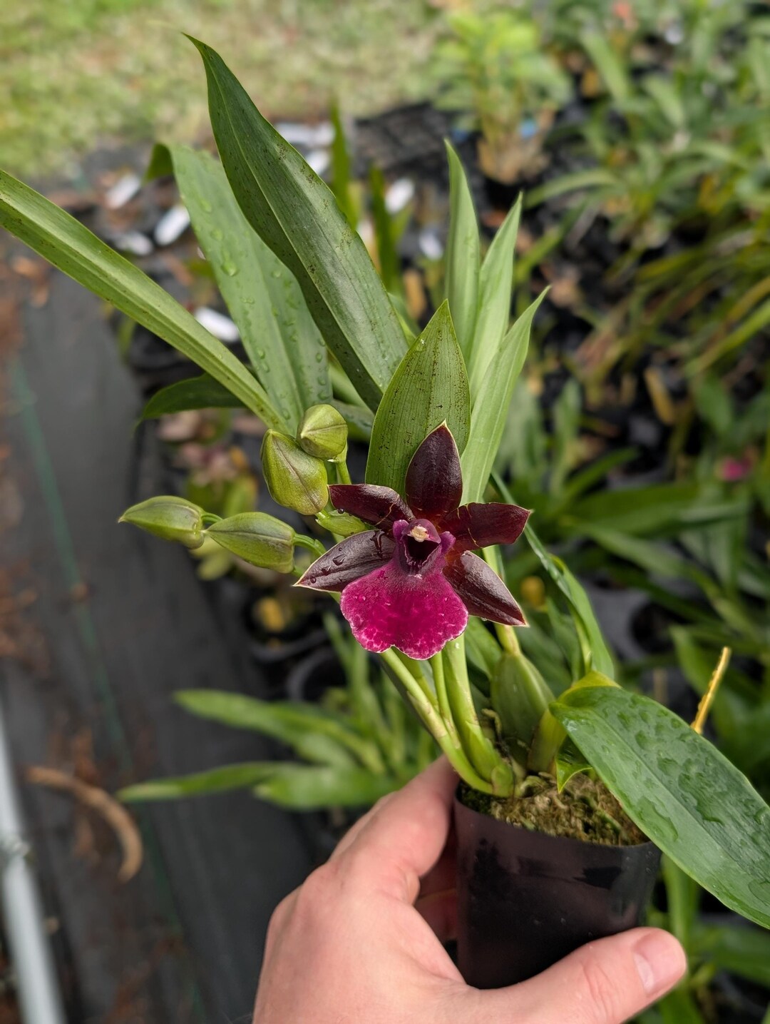 Ptpm. La Jolla Delight 'hilo Orchid Farm' Blooming Size Not in Bloom - Etsy