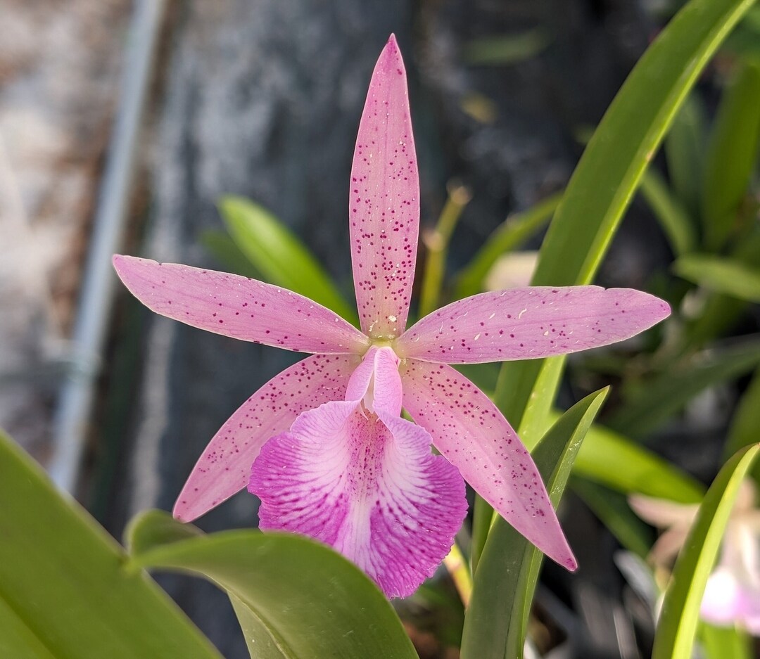 Bc. Spotted Clown Live Blooming Size Orchid - Etsy