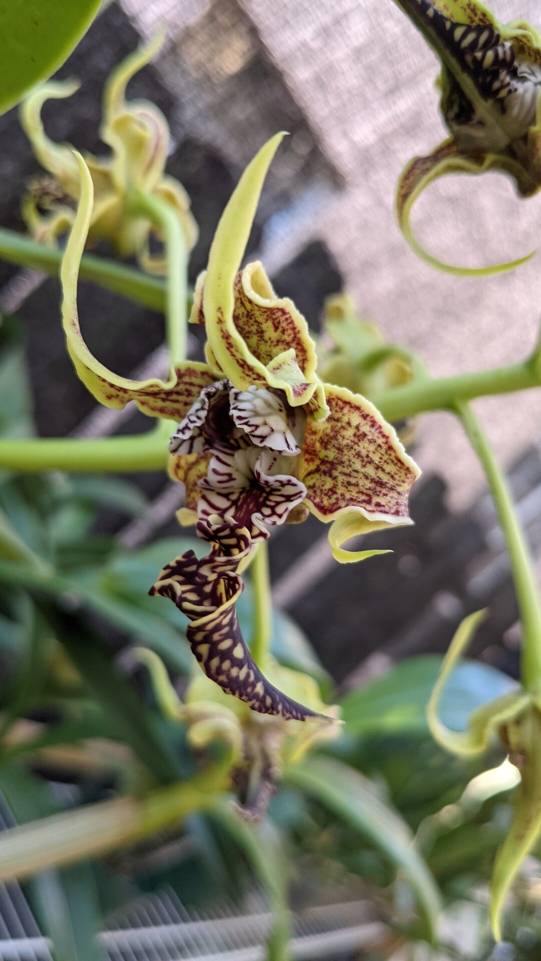 Dendrobium Spectabile Goblin Orchid Alien Orchid - Etsy