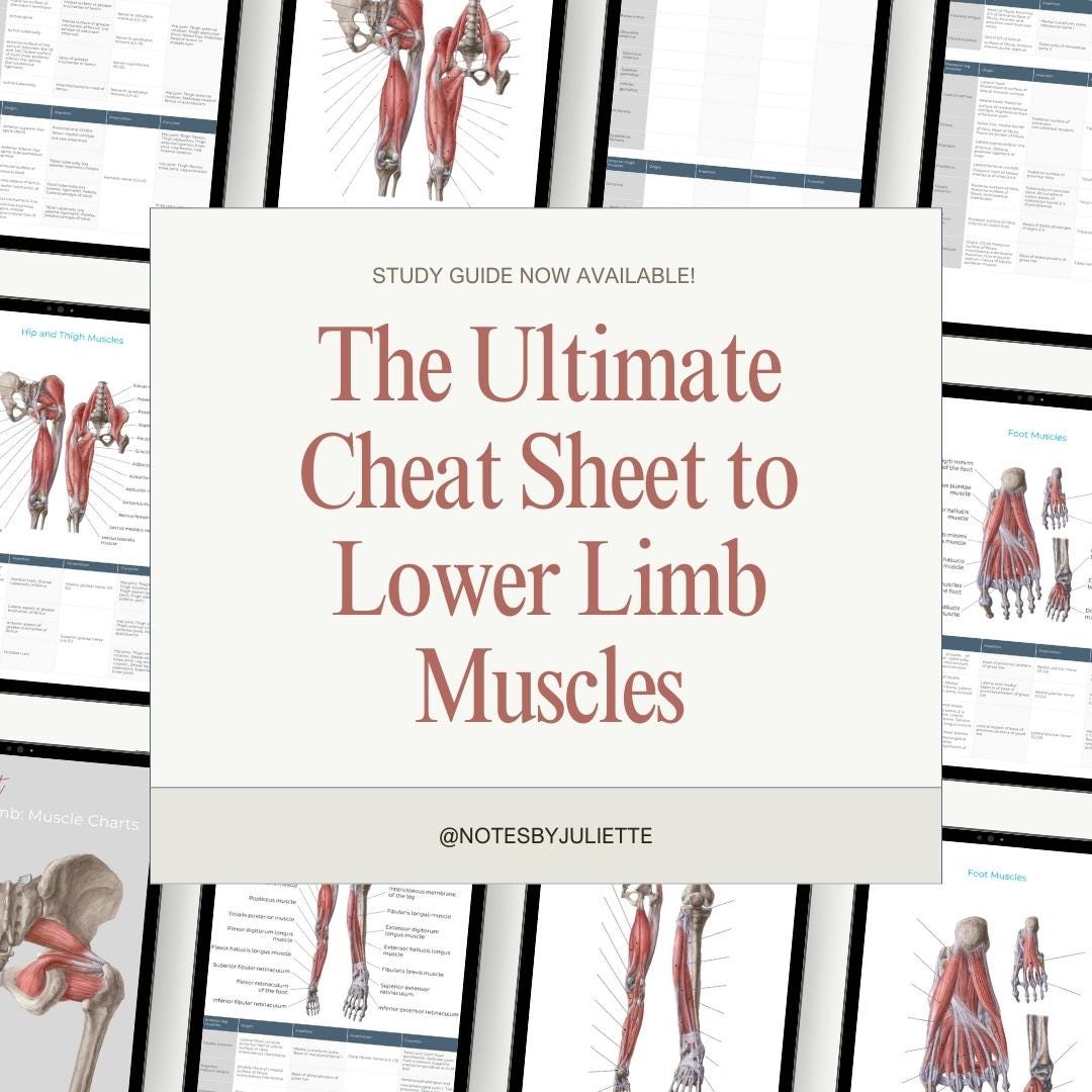 Lower Limbs: Muscle Charts Study Guide Cheat Sheet Downloadable - Etsy