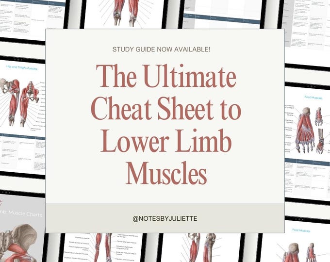 Printable Muscle Anatomy Charts 600+ Muscles Study Guide Full Body ...