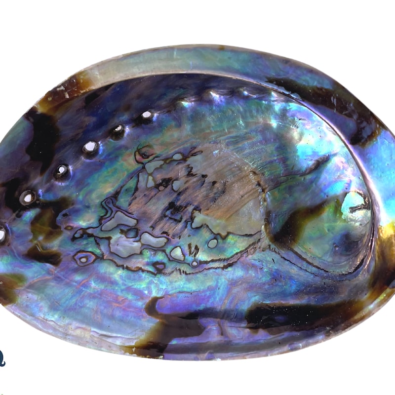 Abalone Shell - Etsy
