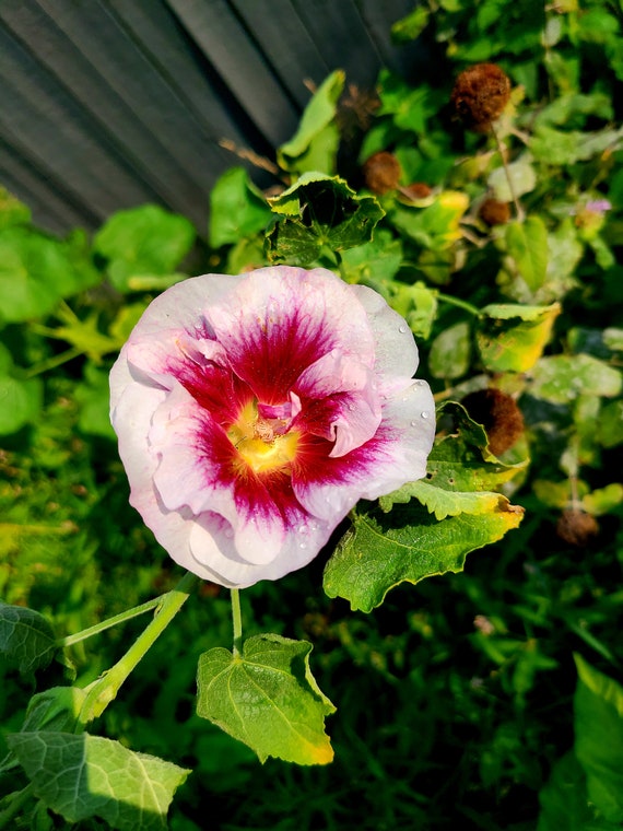 Beautiful Alcea Rosea Halo Blush Hollyhock Ombre | Etsy