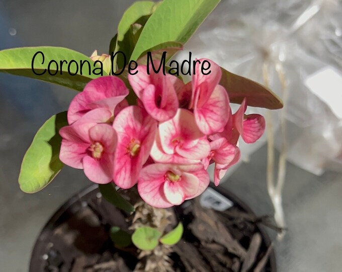Sonia or Chamoy Thai Hybrid of Thorns / Corona De Cristo - Etsy