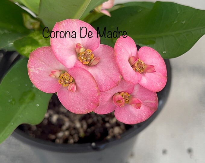 Siam Pink Lotus Thai Hybrid Crown of Thorns / Corona De Cristo - Etsy