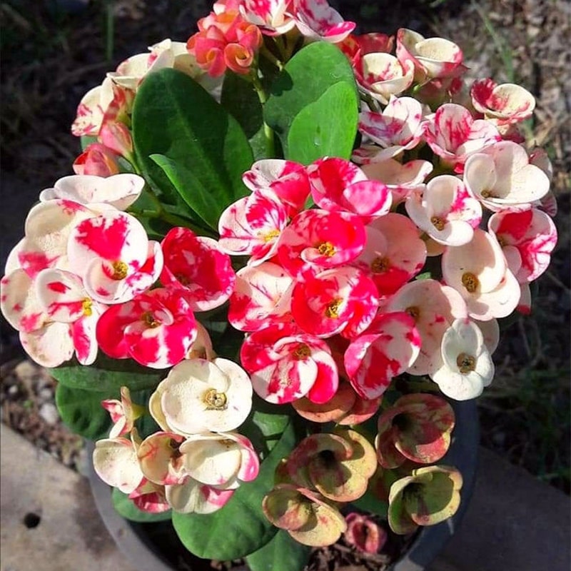 Corona Garden Home - Etsy