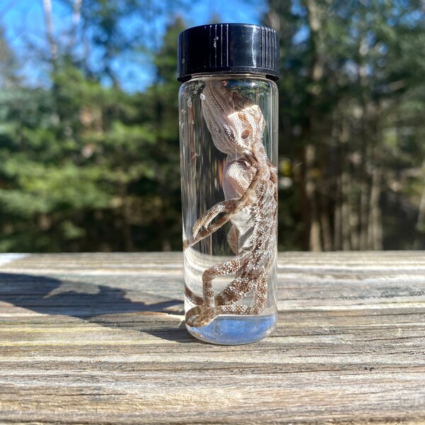 Wet Specimens - Etsy