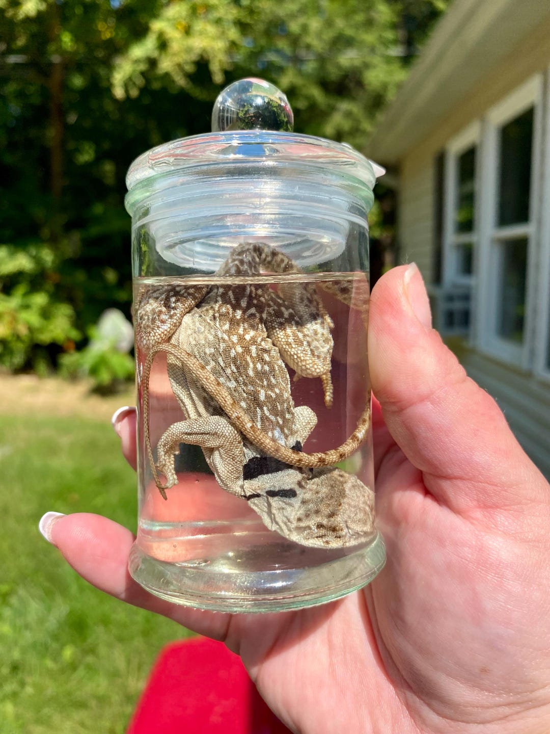 Wet Specimen - Collared Lizard - Etsy