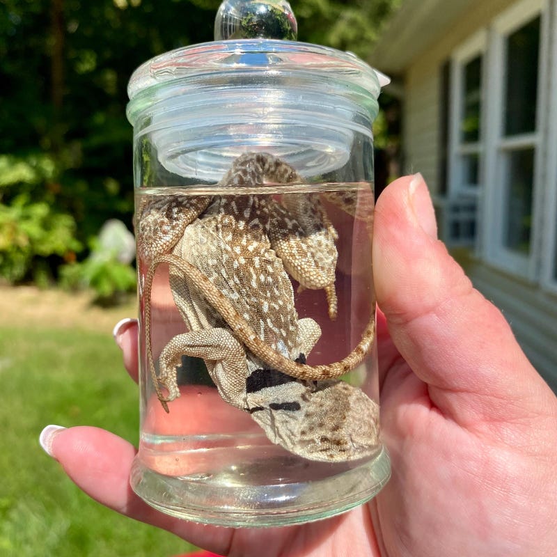 Wet Specimens - Etsy