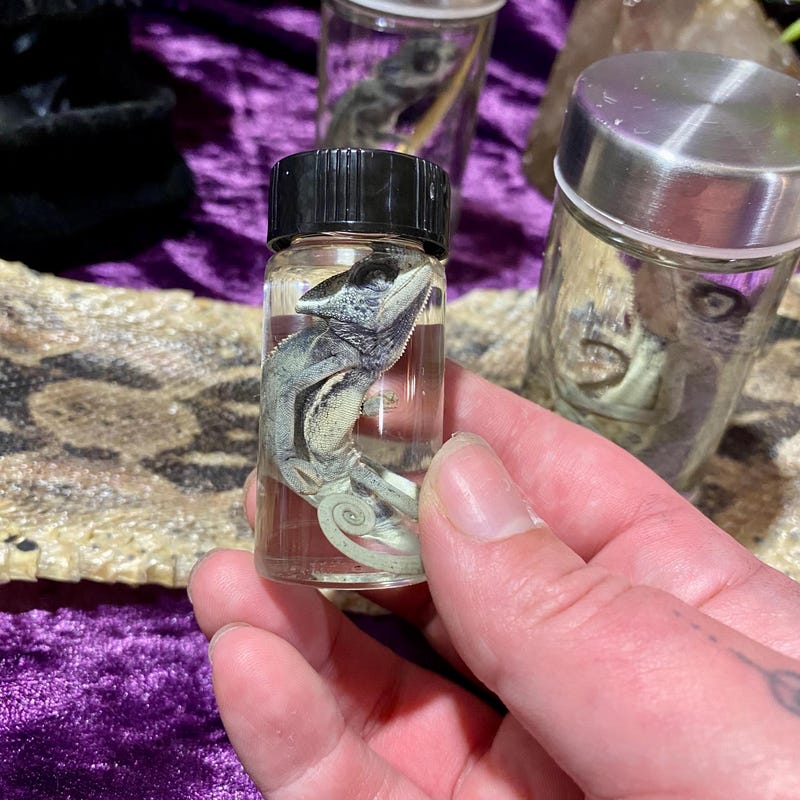 Wet Specimen - Etsy