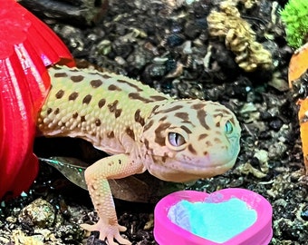 Crested Gecko Food Bowl - Etsy