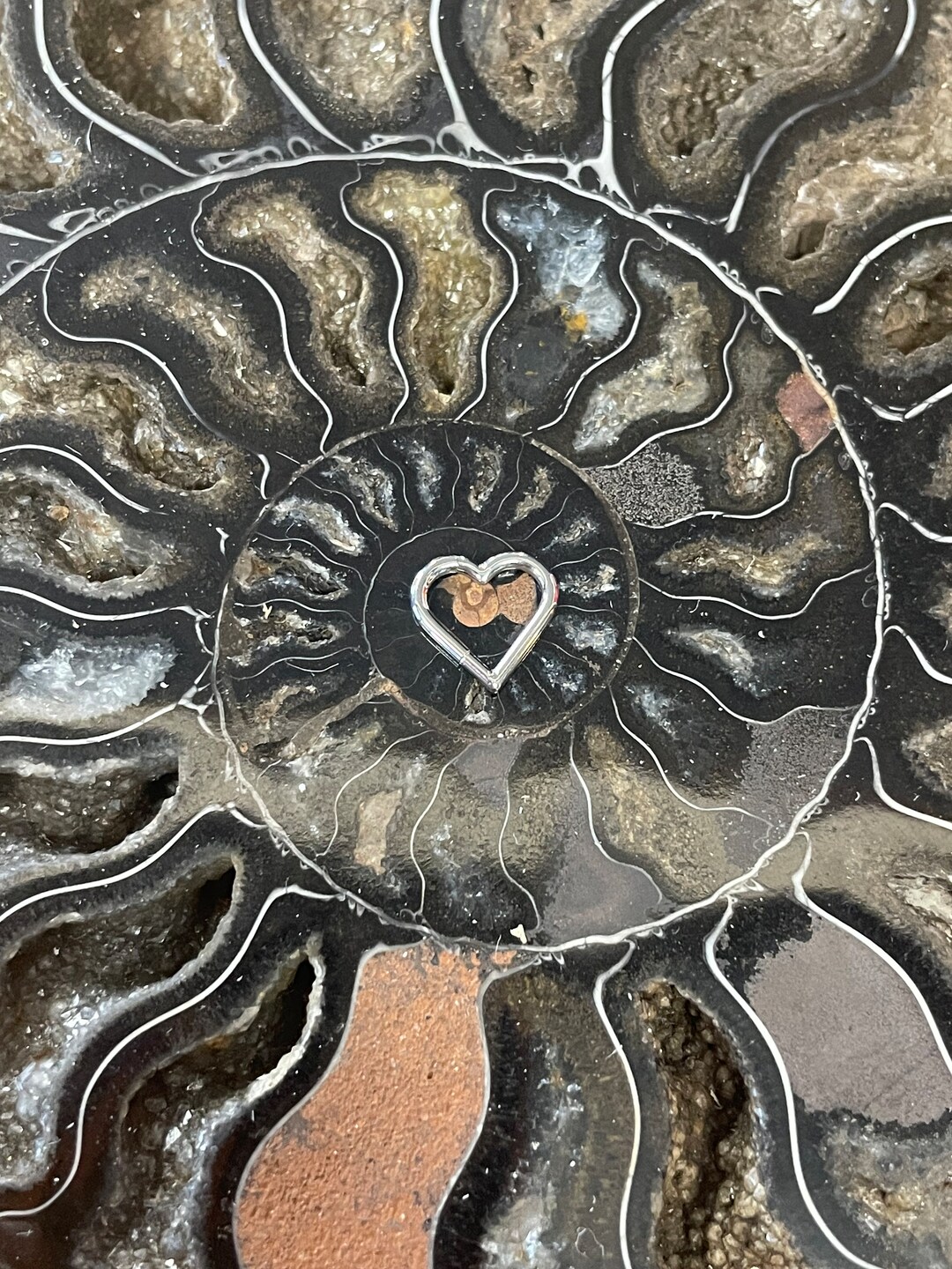 16 Gauge 5/16 Titanium Hinged Heart Clicker - Etsy