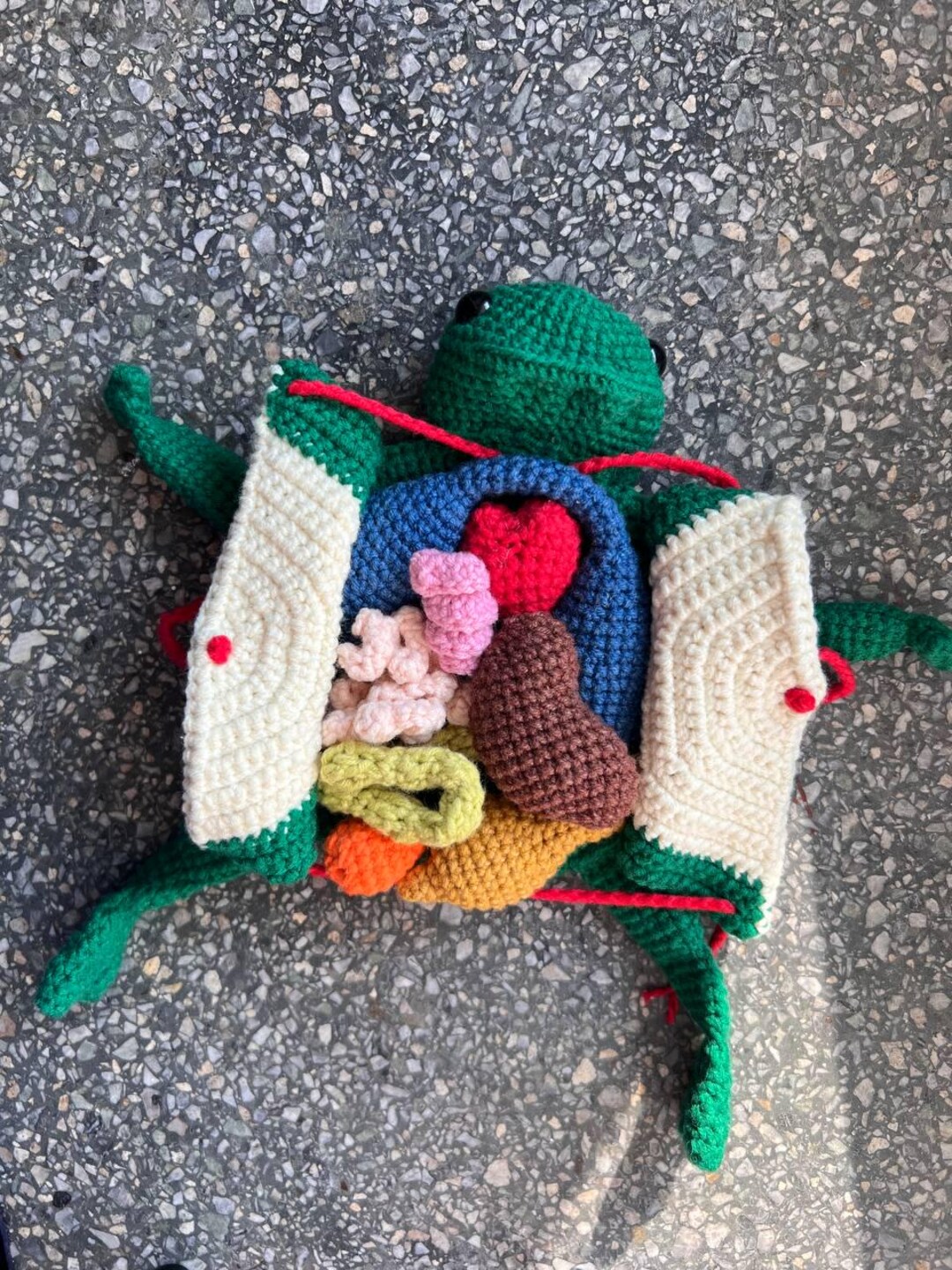 Frog With Anatomical Organs Crochet Stuffed Animal Toys for Kids ...
