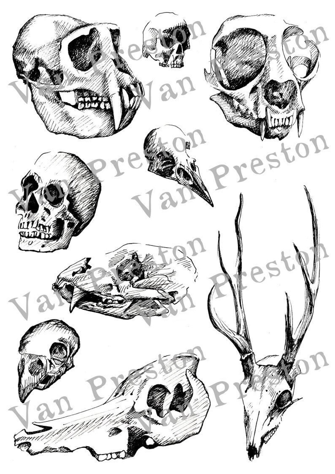 9 Skulls Collection Printable Illustrations Digital Human Animal Pen ...