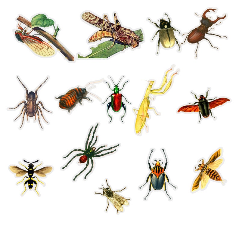 BUGS Insect Clipart Spiders Dragonfly Beetles Vintage Ephemera Fussy ...