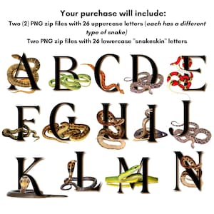 Snake Alphabet Clipart: Upper & Lower Case PNG (digital Download) - Etsy