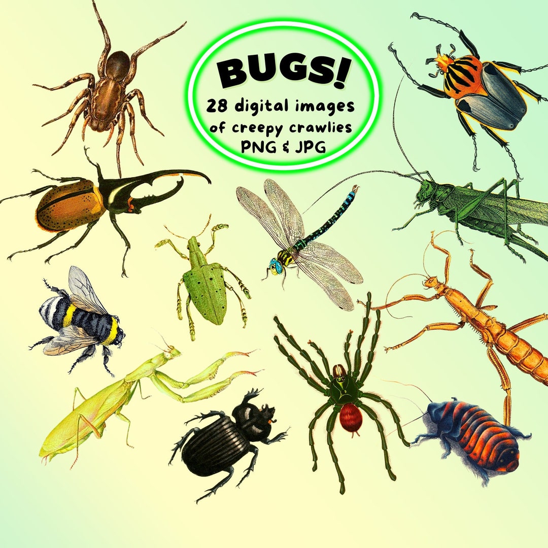 Vintage Insect Clipart: Bugs, Spiders, Dragonfly, Beetles (PNG JPG ...