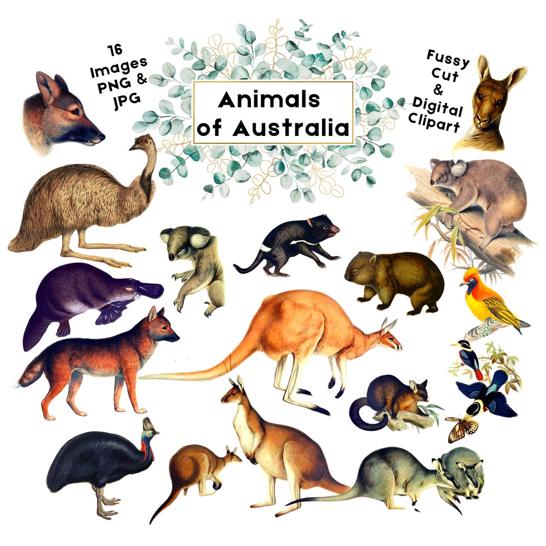 Australia Animals Clipart Kangaroo Koala PNG & JPG Clipart Scrapbook ...