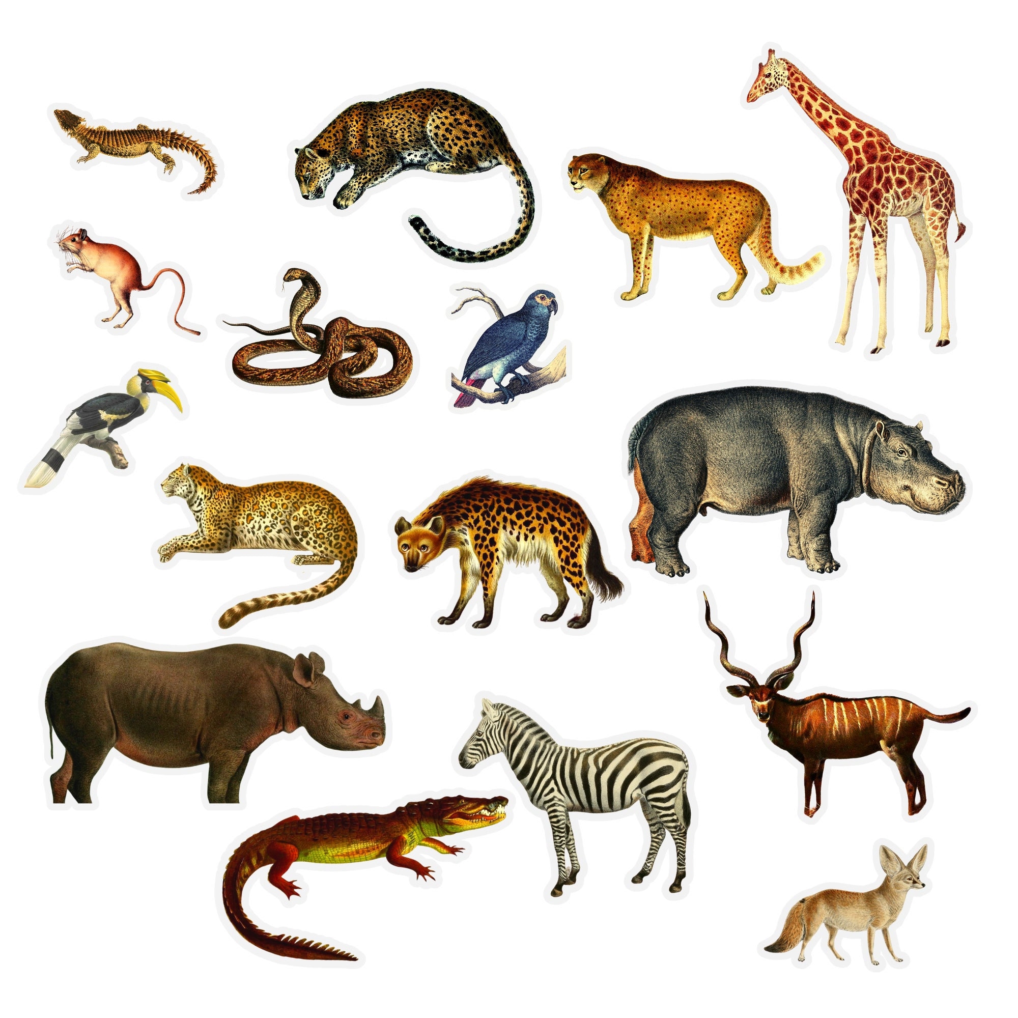 Africa Animals Clipart Fussy Cuts Elephant Hippo PNG Transparent JPG ...