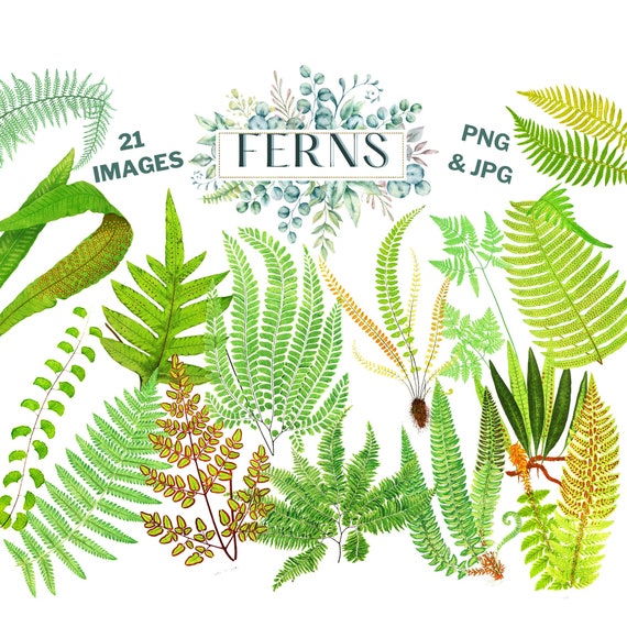 Fussy Cut Ferns and Clipart Images. 21 Printable Digital Fern - Etsy