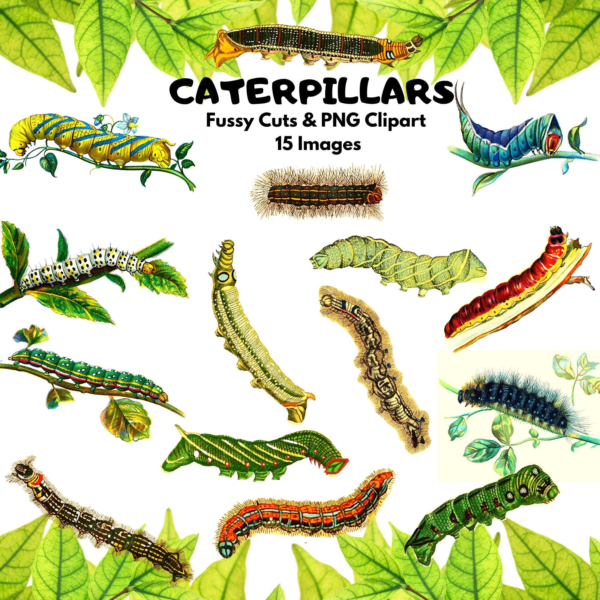 Caterpillar Clipart