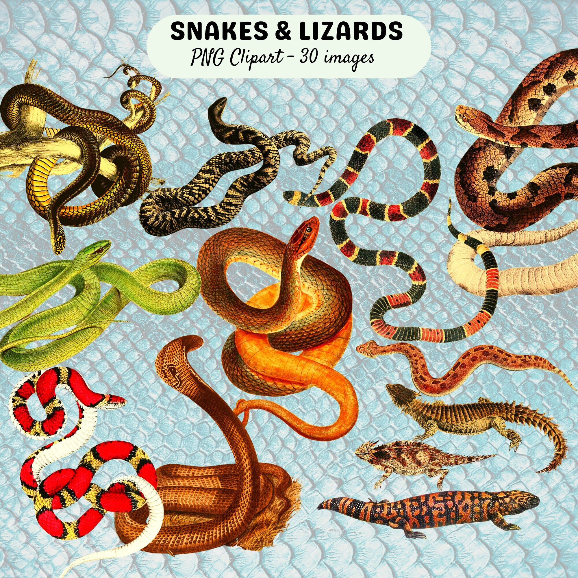 Dangerous Snakes Images Clipart