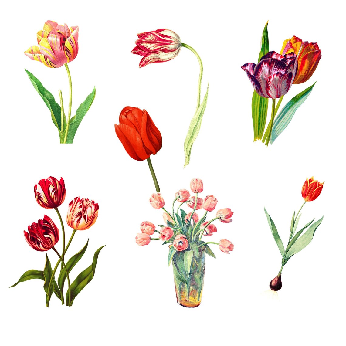 TULIPS Clipart Tulip Fussy Cuts Vintage Flower Art Transparent PNG and ...