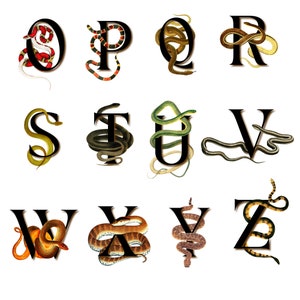Snake Alphabet Clipart: Upper & Lower Case PNG (digital Download) - Etsy